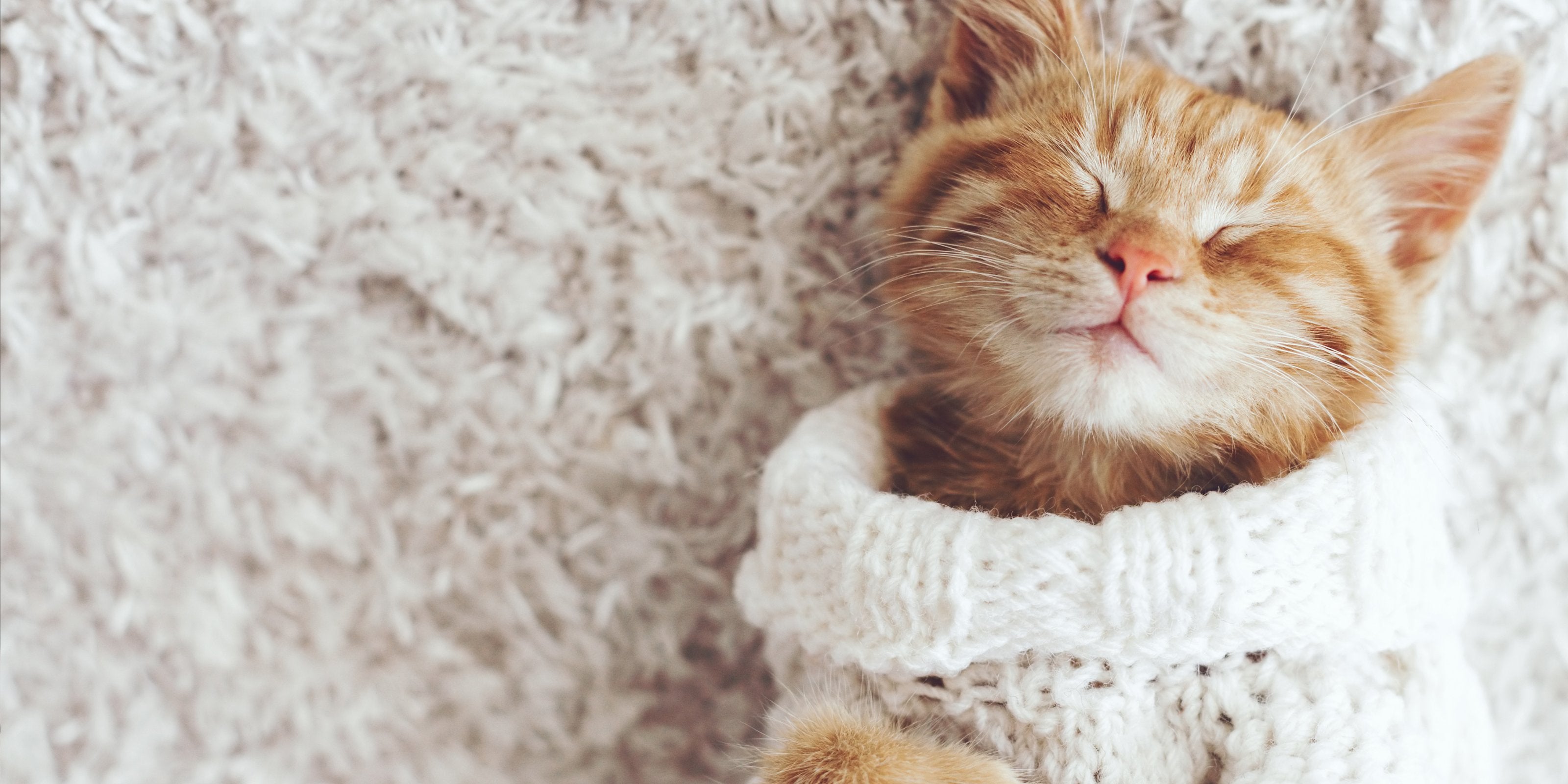 Cat Stuff – Page 2 – Wet Nose