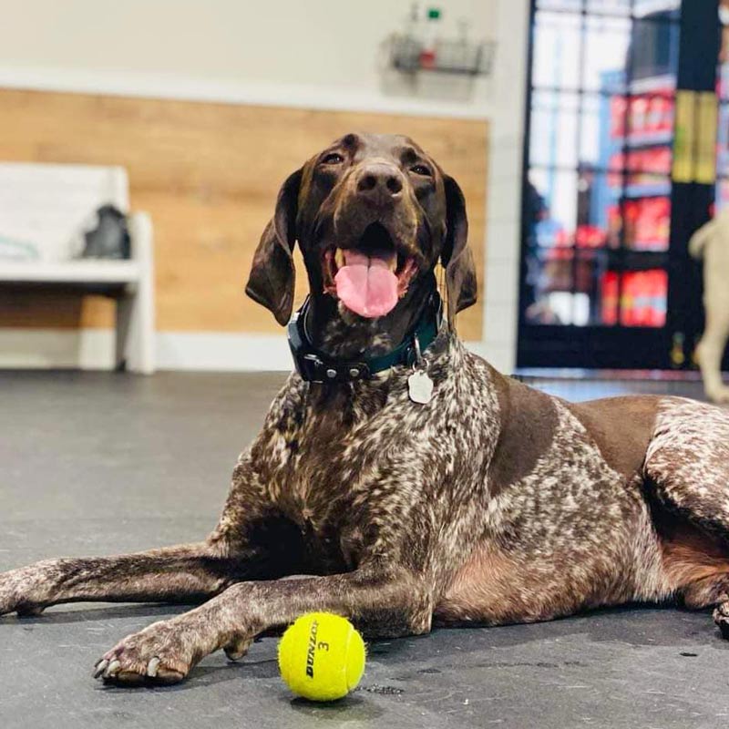 BARK Room – Private Playtime – Wet Nose