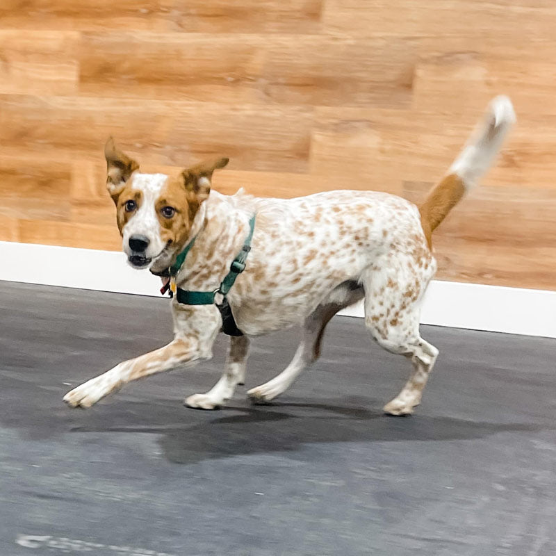 BARK Room – Private Playtime – Wet Nose