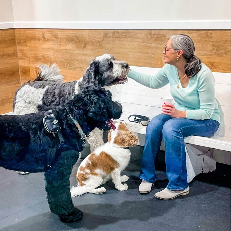 BARK Room – Private Playtime – Wet Nose